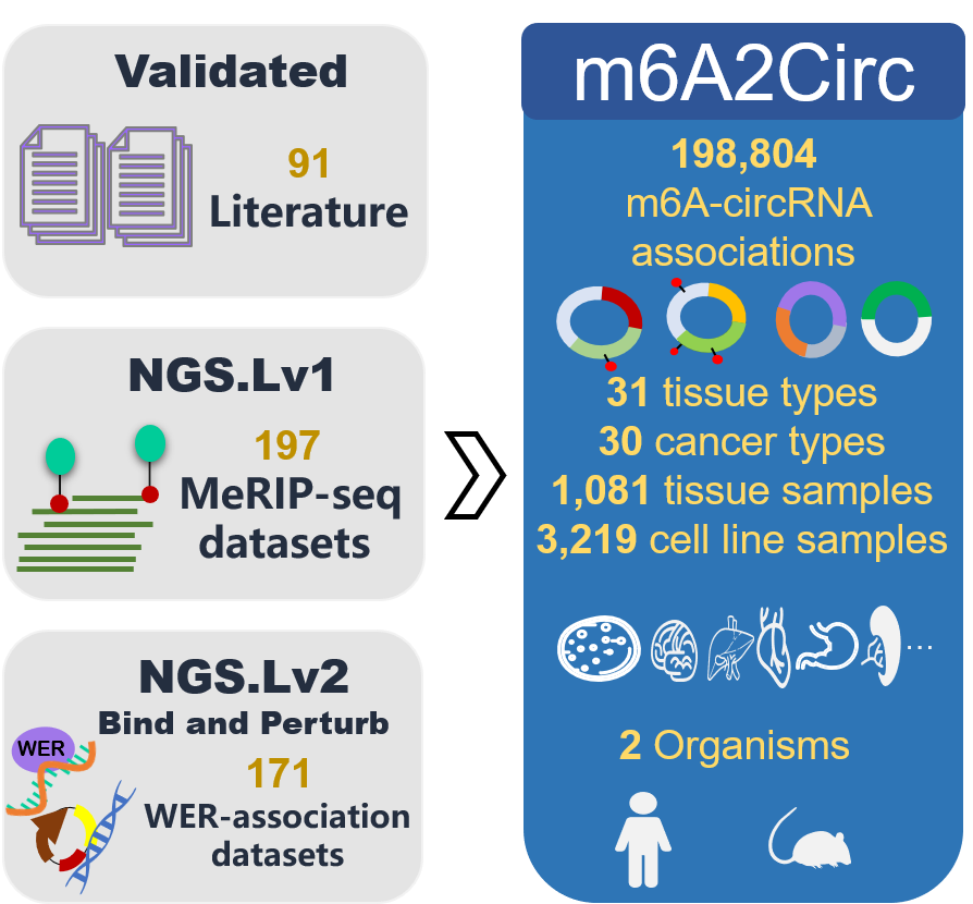 m6A2Circ | A comprehensive database for decoding the regulatory relationship between m6A ...